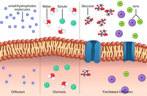 Facilitated Diffusion Examples