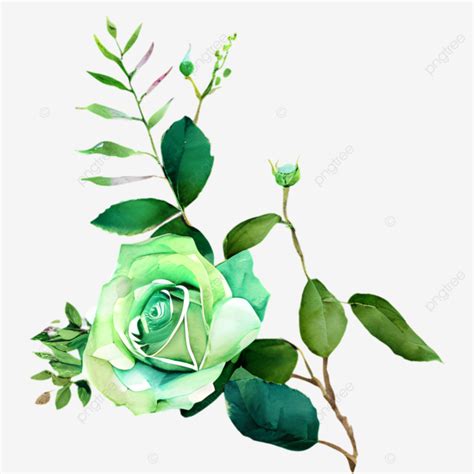 장엄한 녹색 장미 수채화 꽃다발 관능적 인 녹색 꽃 Png 일러스트 및 Psd 이미지 무료 다운로드 Pngtree