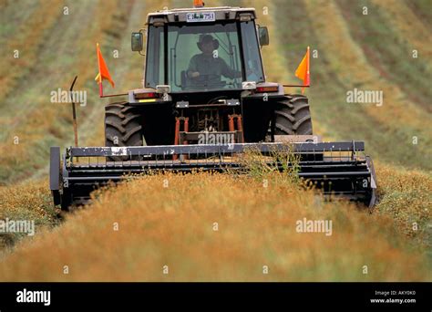Pyrethrum Harvest Near Ulverstone Tasmania Australia Horizontal
