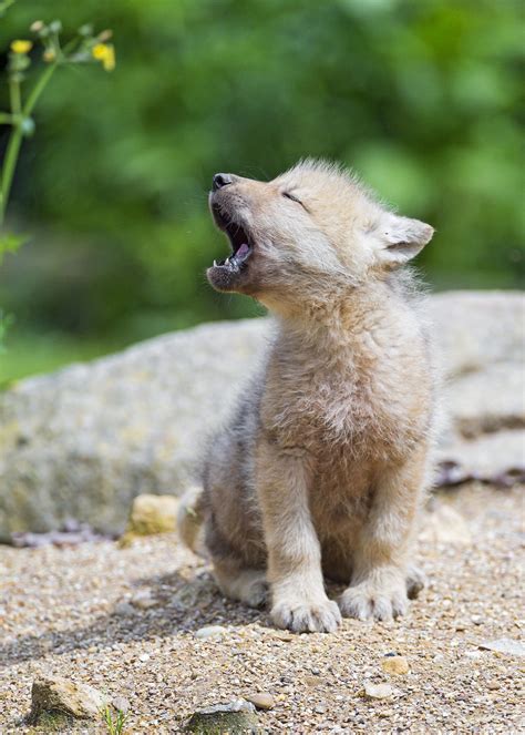 Beautiful Wolves Pups