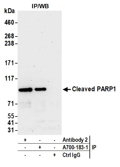 Anti Cleaved Parp1 Antibody Blr183j Bsa Free Ab314102 Abcam