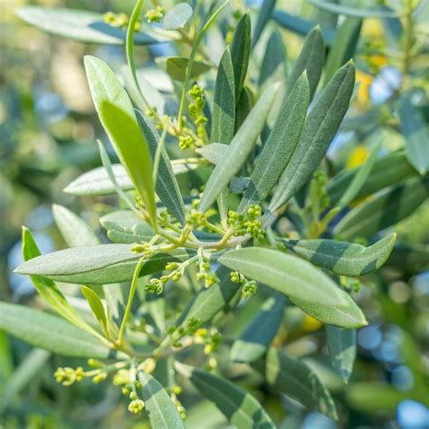 Mission Olive Olive Trees Moon Valley Nurseries