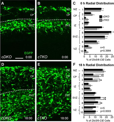 Cortical Interneurons Gradually Disperse From Migratory Streams In Ctko
