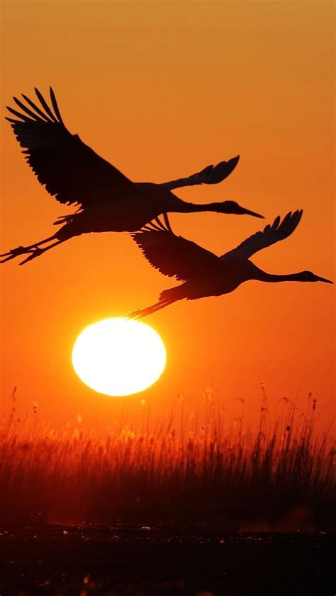 Birds Flying Wallpaper Sunset