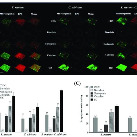 Representative Clsm Staining Images A Biofilm Thickness B And Download Scientific Diagram