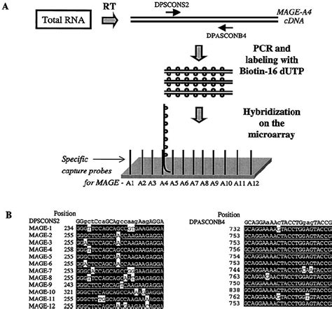 Outline Of The Microarray Assay To Identify Mage A Mrnas Download Scientific Diagram
