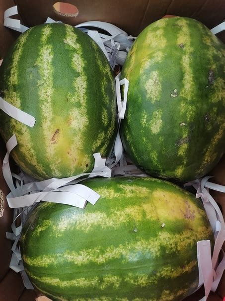А мы привезли Арбузы Сладкие сладкие и сахарные Магазин Корона ВКонтакте