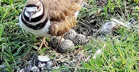 Killdeer With Eggs Album On Imgur