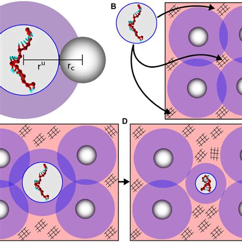Excluded Volume Effects Of Crowders A We Approximate The Disordered