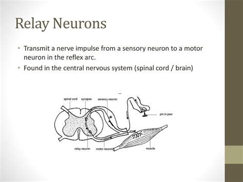 Unit 12 Human Regulation And Reproduction Ppt Download