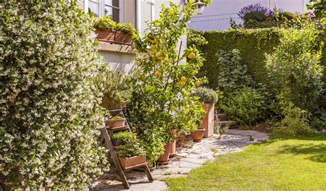 When To Prune Fruit Trees — Timing Is Key When Cutting Back Your Potted