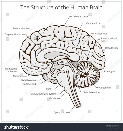 How To Draw Structure Of Neuron Neuron Diagram Labelled Diagram Of Neuron Neuron Cell Artofit