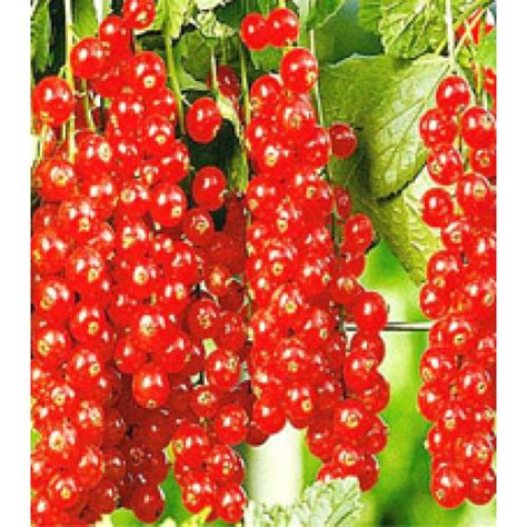 Красная смородина Руднеус . Купить саженцы в Санкт-Петербурге