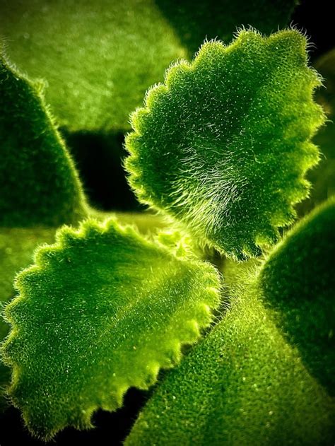 Tiny Leaves ~ Laowa 60mm Rmacroporn