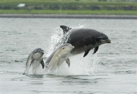 Bottlenose Dolphin Facts And Photographs The Wildlife
