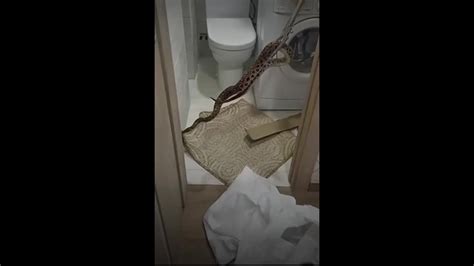 В Краснодаре из унитаза выползла змея Рептилию Подслушано Крым Симферополь Севастополь