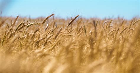 환경 생태계 및 자연 경관에서 농업을 위한 밀의 수확 자연 및 밭 농업 배경 지속 가능성 및 농촌의 곡물 성장 및 식량 생산을 위한 식물 0명에 대한 스톡 사진 및 기타