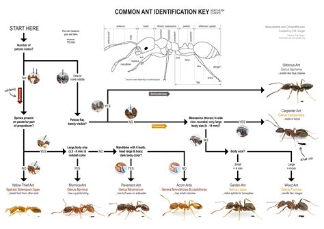 Antkeyneuropeenglisha301 The Ant Life Mieren Dieren