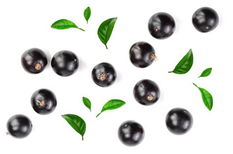 검은 건포도와 나뭇잎에 고립 된 흰색 배경 최고의 볼 수 있습니다 평면 위치 패턴 0명에 대한 스톡 사진 및 기타 이미지 0명 검은색 검은색 까치밥나무 열매 Istock