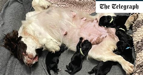 Cocker Spaniel Puppies Rescued By Police Who Spotted Owner Trying To