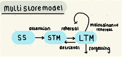 Memory Models Flashcards Quizlet