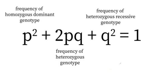 Hardy Weinberg Equilibrium Hardy Weinberg Equilibrium