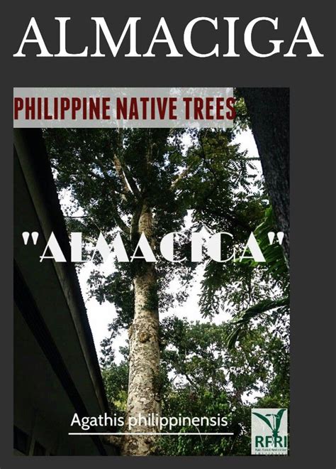 60 Philippine Native Trees Ideas Philippine Trees To Plant Forest Plants