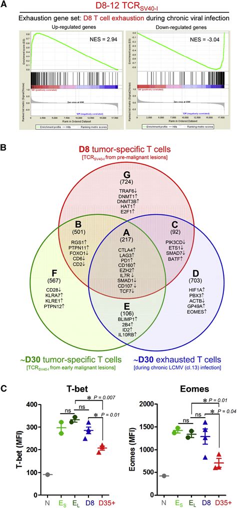 Tumor Specific T Cell Dysfunction Is A Dynamic Antigen Driven Differentiation Program Initiated