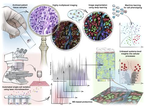 Unbiased Spatial Proteomics With Single Cell Resolution In Tissues Molecular Cell