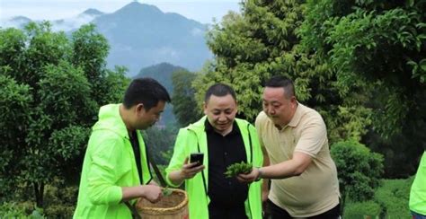 春启万象谱华章白沙溪钧泽源有机茶园十周年开园节举行 腾讯新闻
