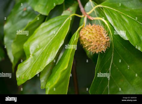Beech Tree Seeds Stock Photos Beech Tree Seeds Stock Images Alamy