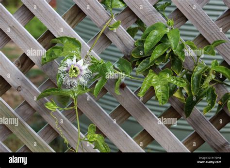 Passionfruit Passiflora Edulis Vine With Flower Against Trellis Stock