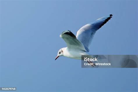 푸른 날개를 활짝 펴고 하늘로 날아오르는 검은머리갈매기의 클로즈업 샷 갈고리 발톱에 대한 스톡 사진 및 기타 이미지 갈고리 발톱 깃털 날기 Istock