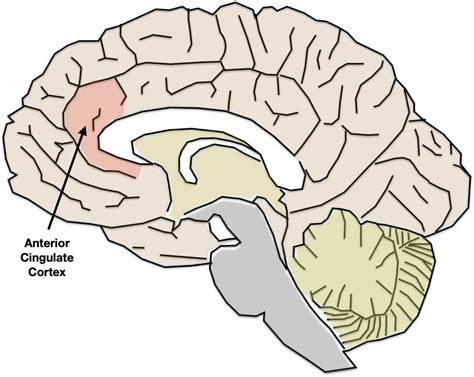 Depression I Neuroanatomy Of Depression Nyby S Nerdy Neuroscience Narratives