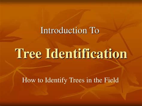 PPT Tree Identification PowerPoint Presentation Free Download ID