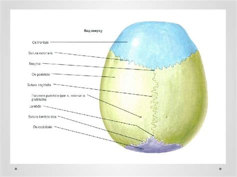 Перелом основания и свода черепа Выполнила Реппо Полина