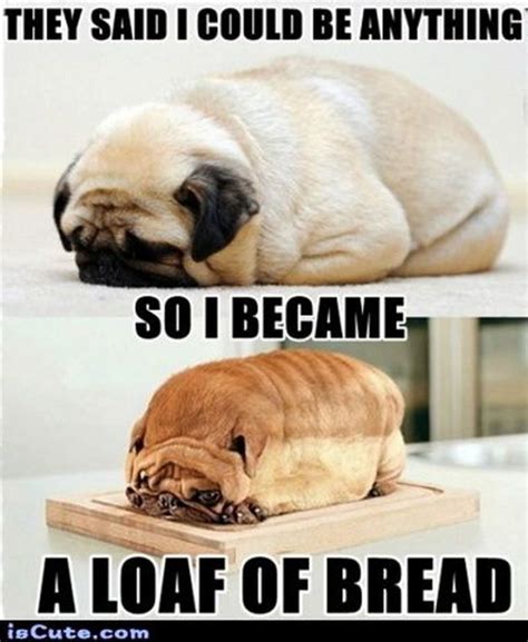 34 Hq Images Cat Bread Loaf Meme Cat Loaf Cheezburger Funny Memes
