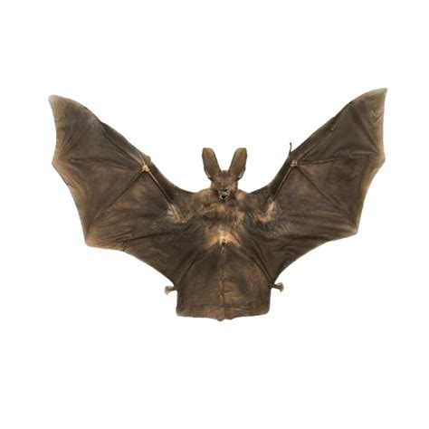 Bats Bizarre Bugs Llc