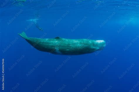 Sperm Whale And Photographer Physeter Catodon Azores Atlantic Ocean