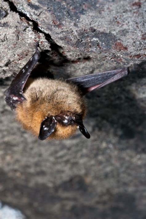Eastern Small Footed Myotis Recovery Strategy Ontarioca