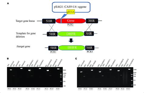 Construction Of Gene Knockout Strain Using Crispr Cas9 System A Download Scientific
