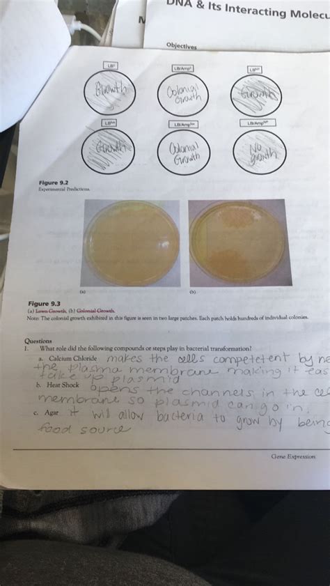 write a scientific lab report based on the pictures