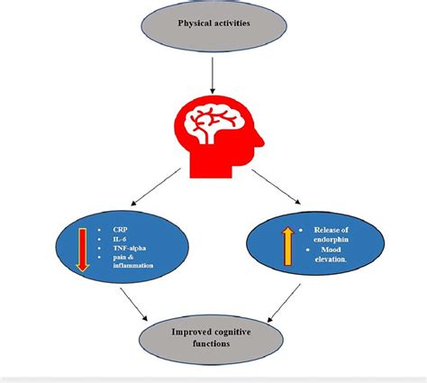 Relationship Of Physical Activity And Cognitive Function Download Scientific Diagram