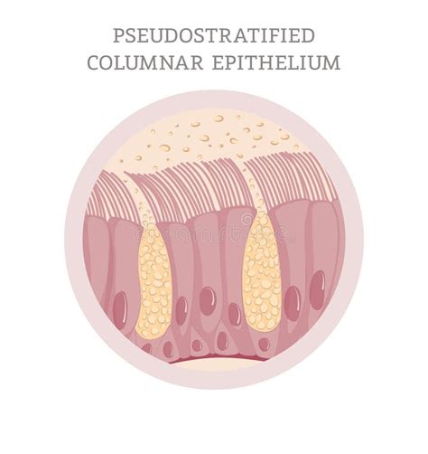 Pseudostratified Ciliated Epithelium Science Background Vector Stock Vector Illustration Of