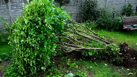 8 Steps Of Removing Invasive Shrubs From Your Garden