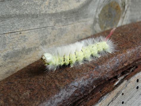 Free Images Green Insect Bug Moth Fauna Invertebrate