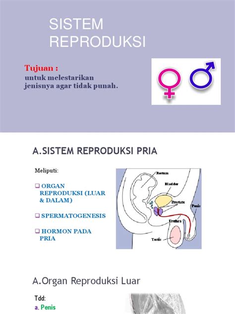 Handout Sreproduksi Pdf