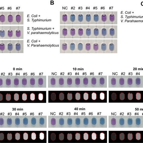 Colorimetric Qualitative And Quantitative Of Lamp Assay A Monoplex Download Scientific