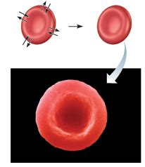 Osmosis Diffusion Flashcards Quizlet