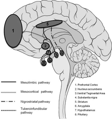 Limbic System Pathways The Mesolimbic Pathway Innervates